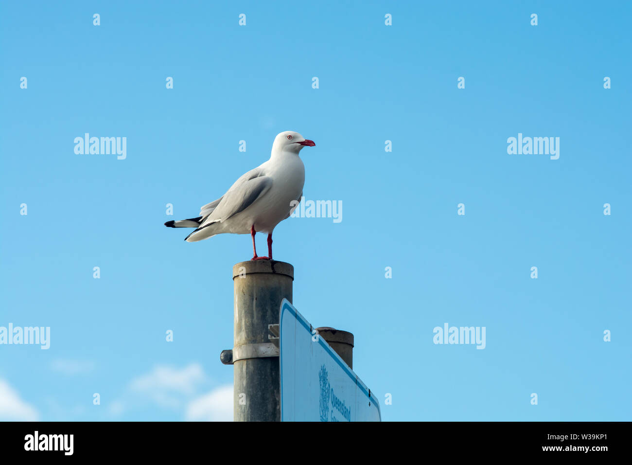 Australian adult silver gull larus novaehollandiae hi-res stock ...