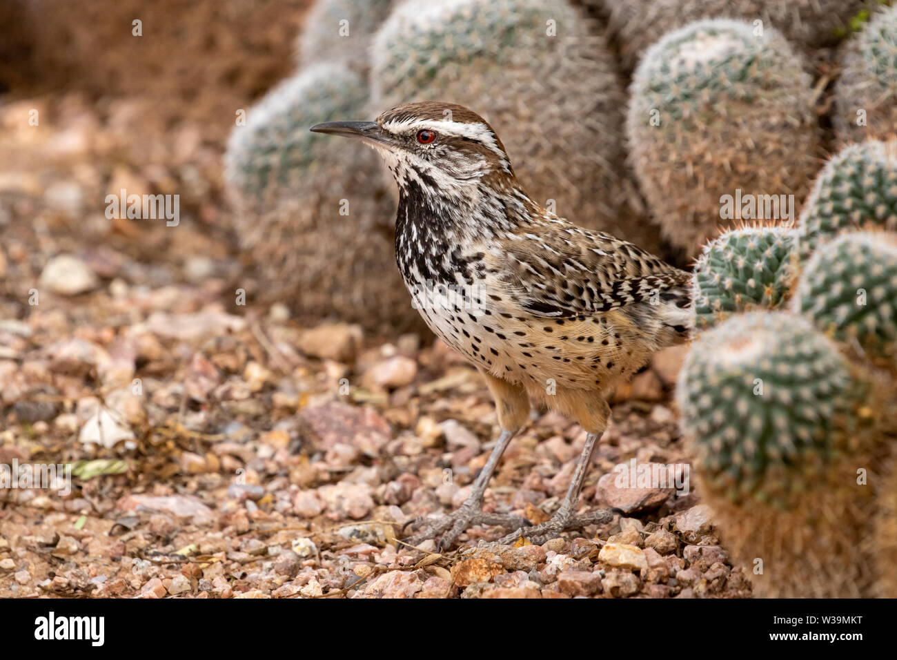 Cactus wren in the Phoenix Desert Botanical Garden, Arizona, USA. Large ...