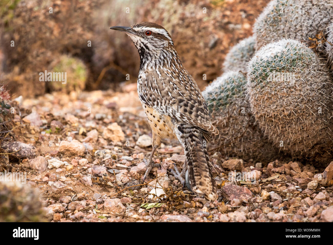 Cactus wren in the Phoenix Desert Botanical Garden, Arizona, USA. Large ...