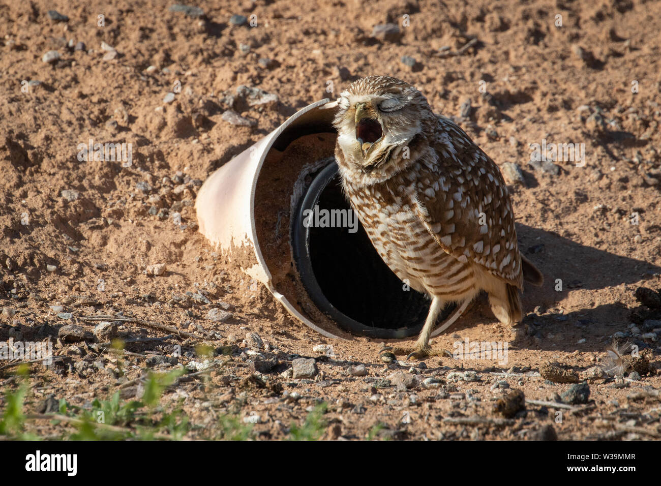 Artificial nest burrow hi-res stock photography and images - Alamy
