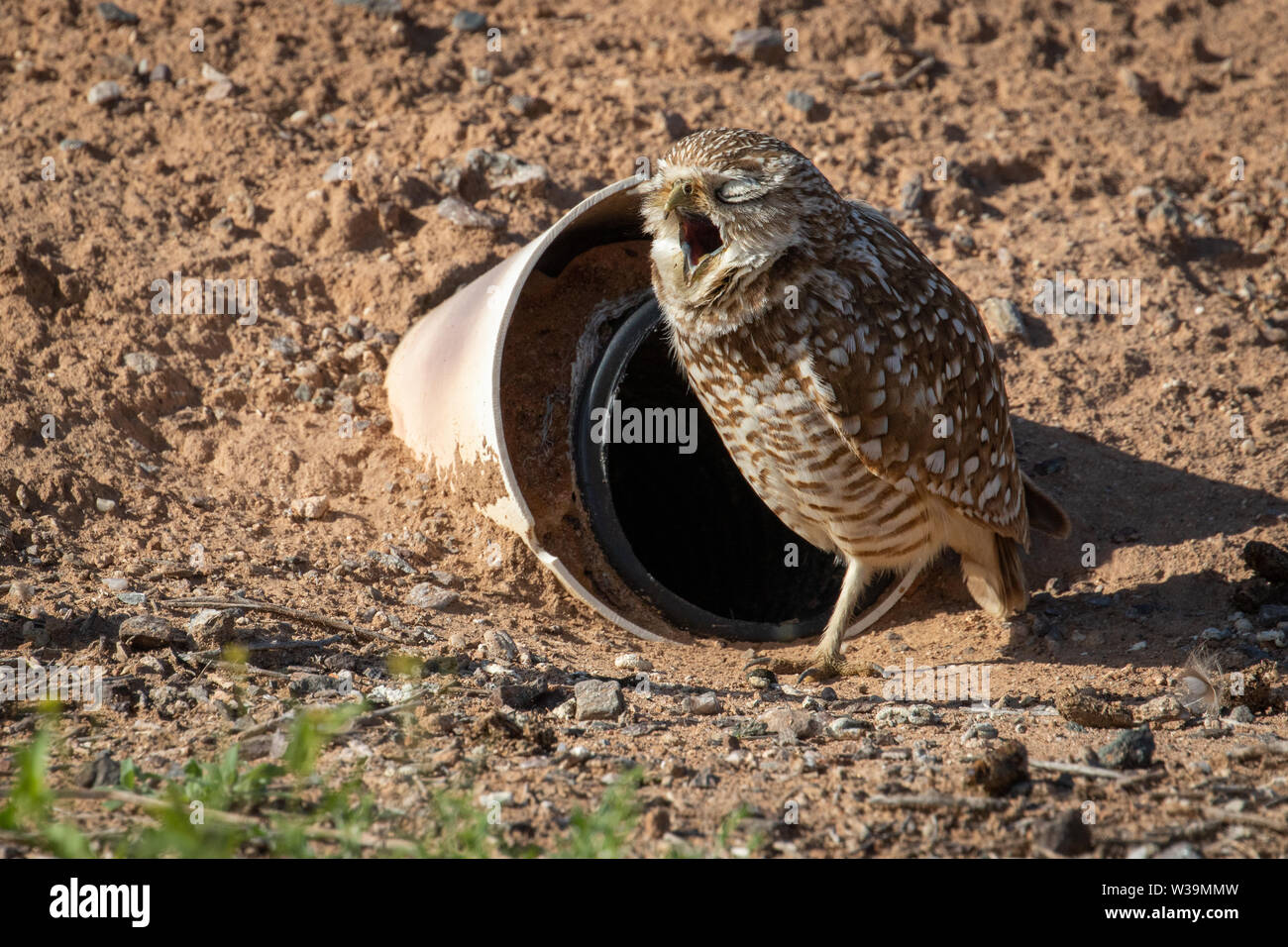 A cute Burrowing owl (Athene cunicularia) yawns outside of its ...