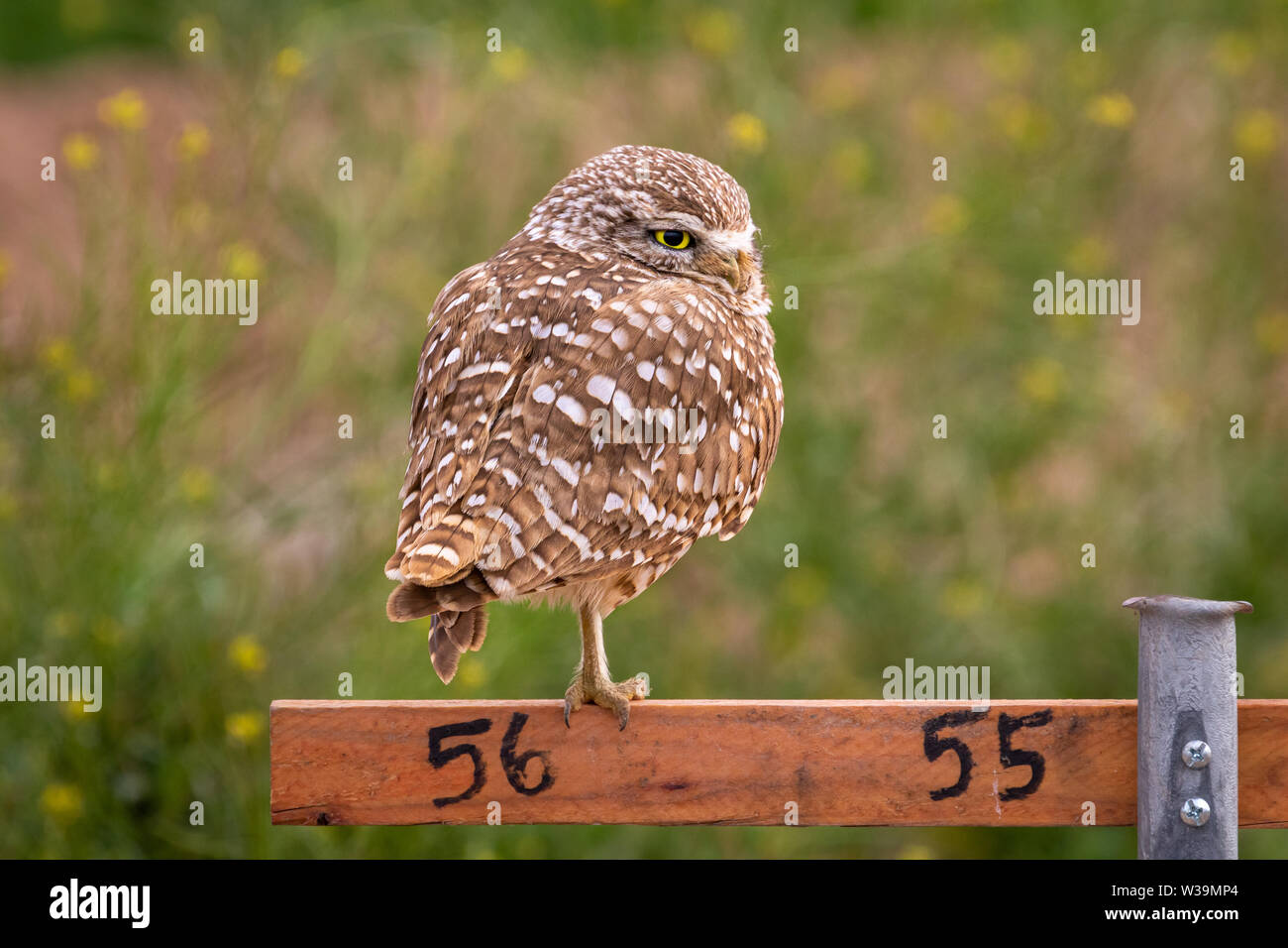 Burrowing owl standing on a sign for an artificial nest burrow in ...