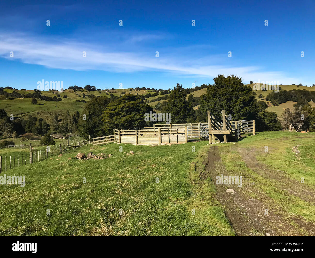 New zealand cows and sheep hi-res stock photography and images - Alamy