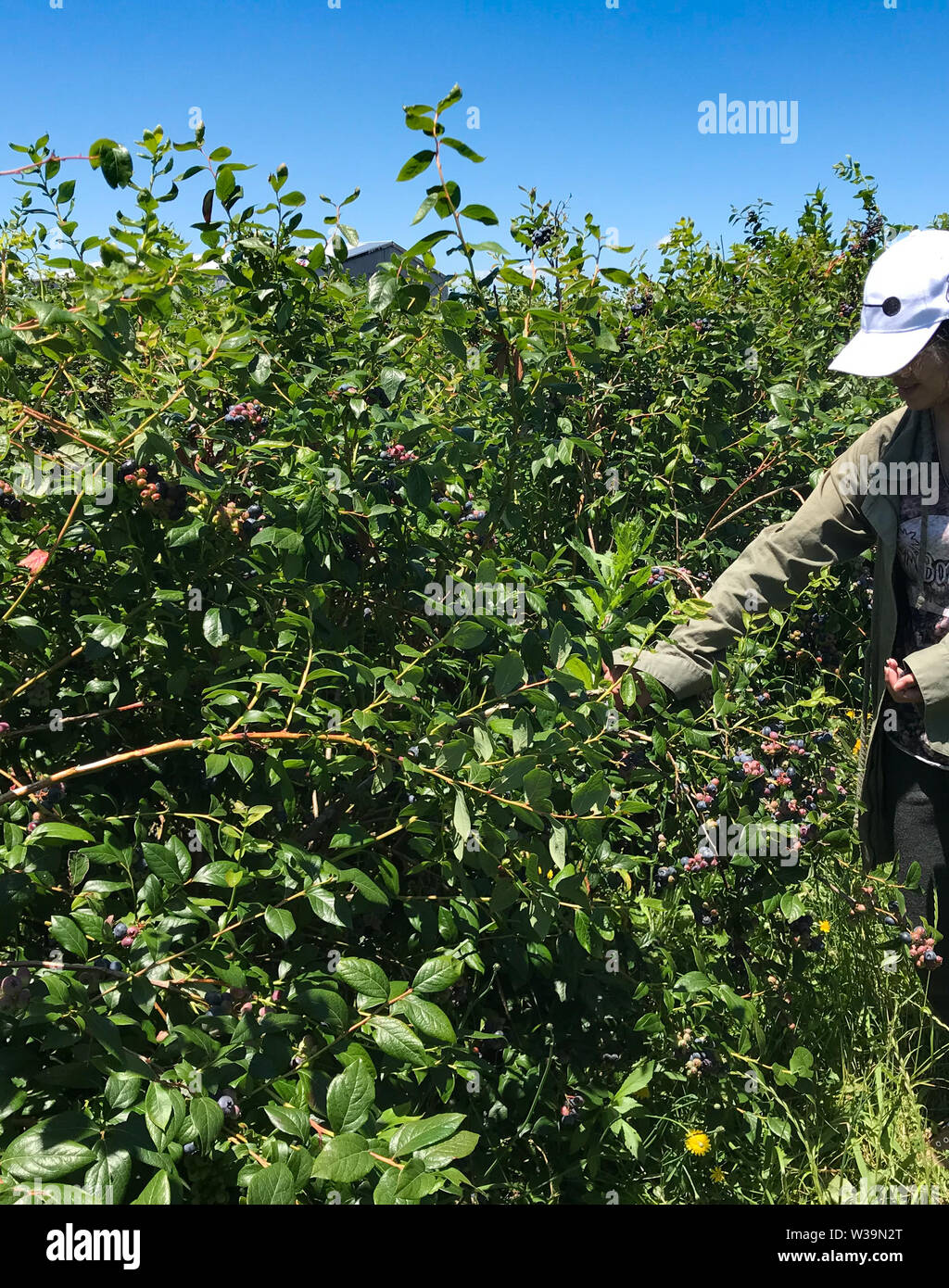 Blueberry picking hi-res stock photography and images - Alamy