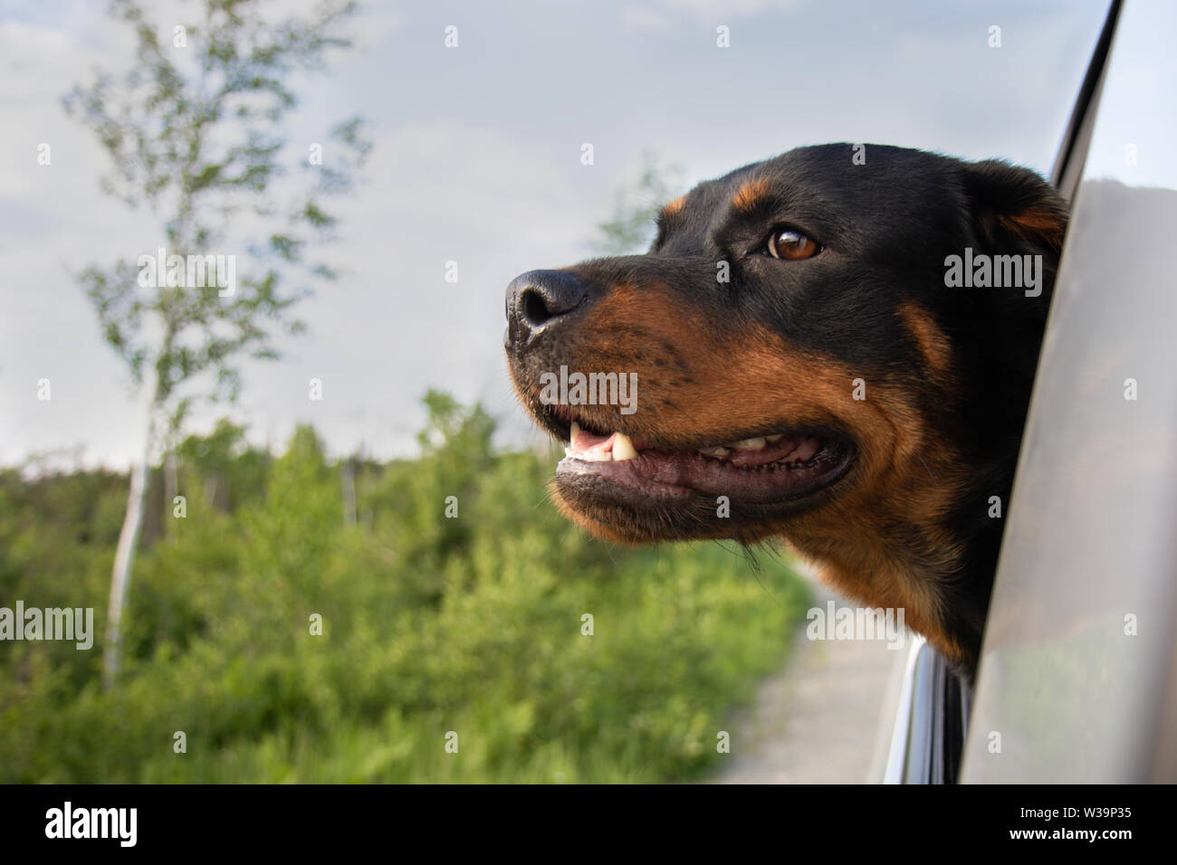 Rottweiler Dog Head Out Car Window in Summer Stock Photo - Alamy