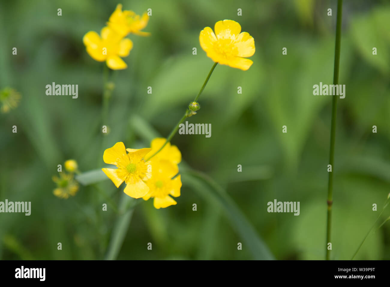 Buttercup Ranunculus Flowers in Summer Stock Photo - Alamy