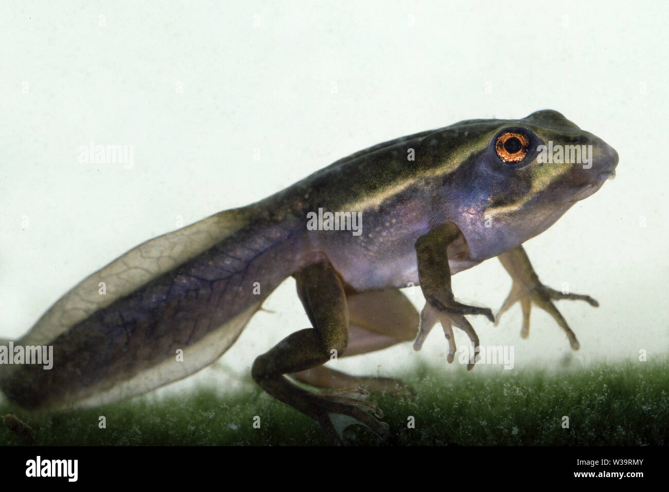 Green & Golden Bell Frog tadpole Stock Photo - Alamy