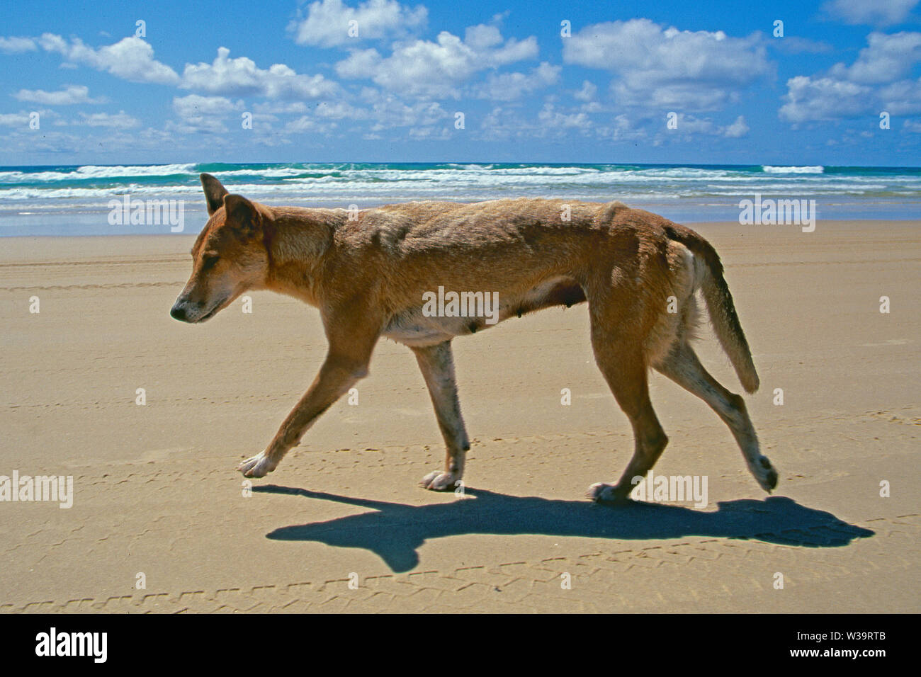 Dingo on beach at Frazer Island Australia Stock Photo - Alamy