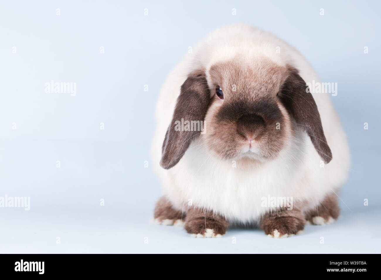 Mini Lop Rabbit on Isolated Background Stock Photo - Alamy