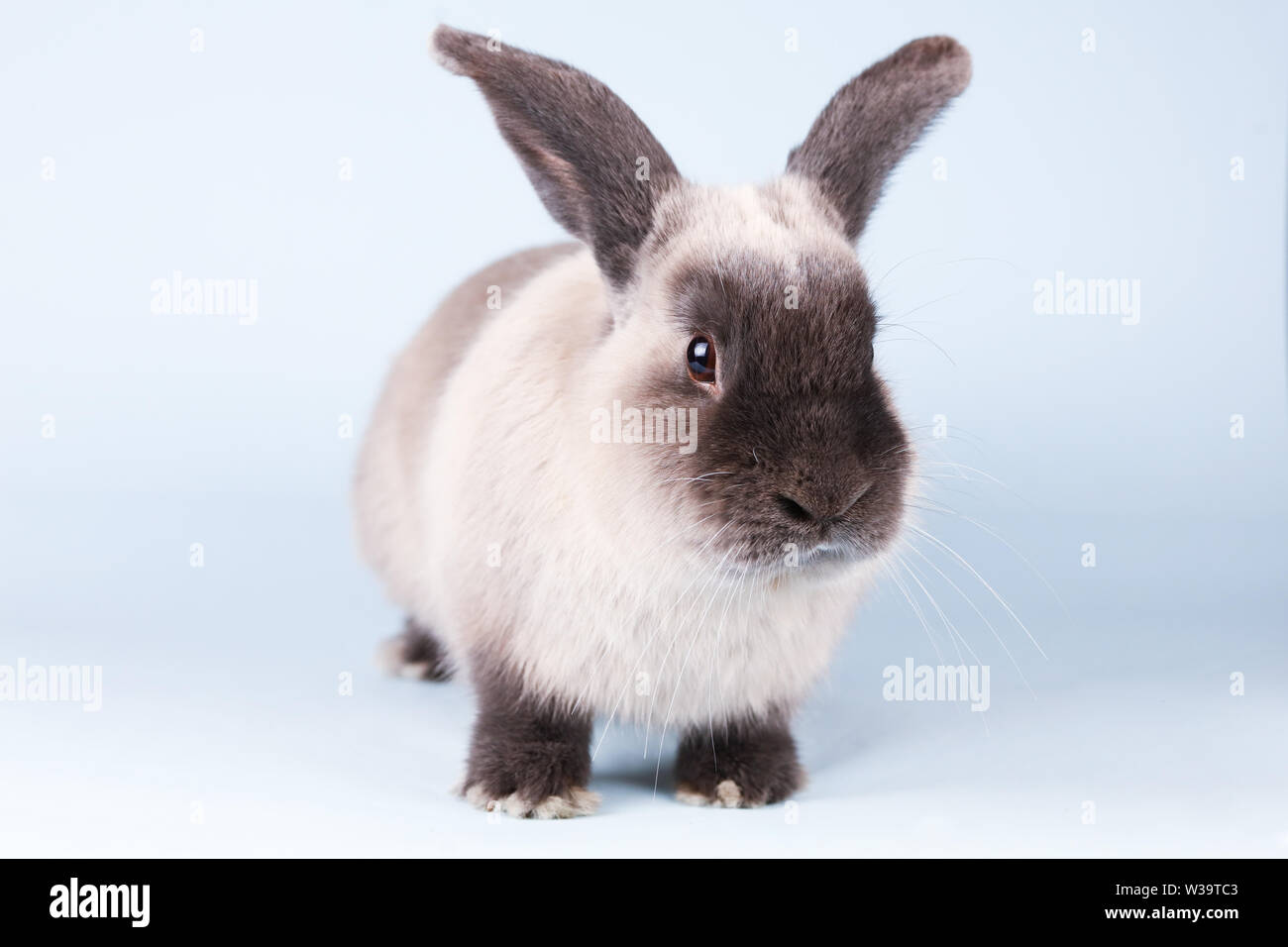 Lop Rabbit on Isolated Background Stock Photo - Alamy