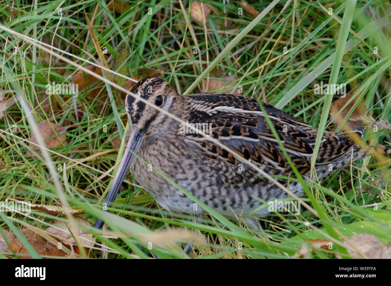 Pin-tailed snipe (Gallinago stenura Stock Photo - Alamy