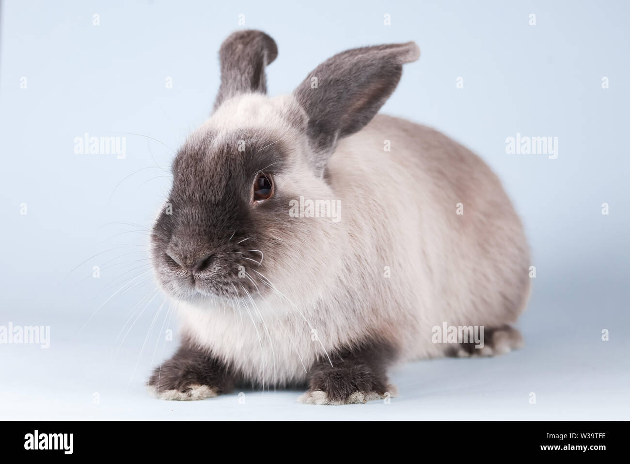 Lop Rabbit on Isolated Background Stock Photo - Alamy