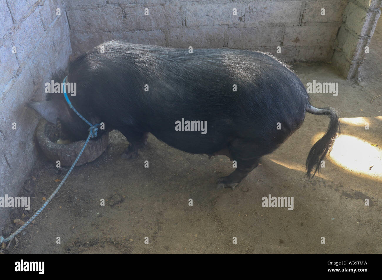 Pig tied with rope hi-res stock photography and images - Alamy