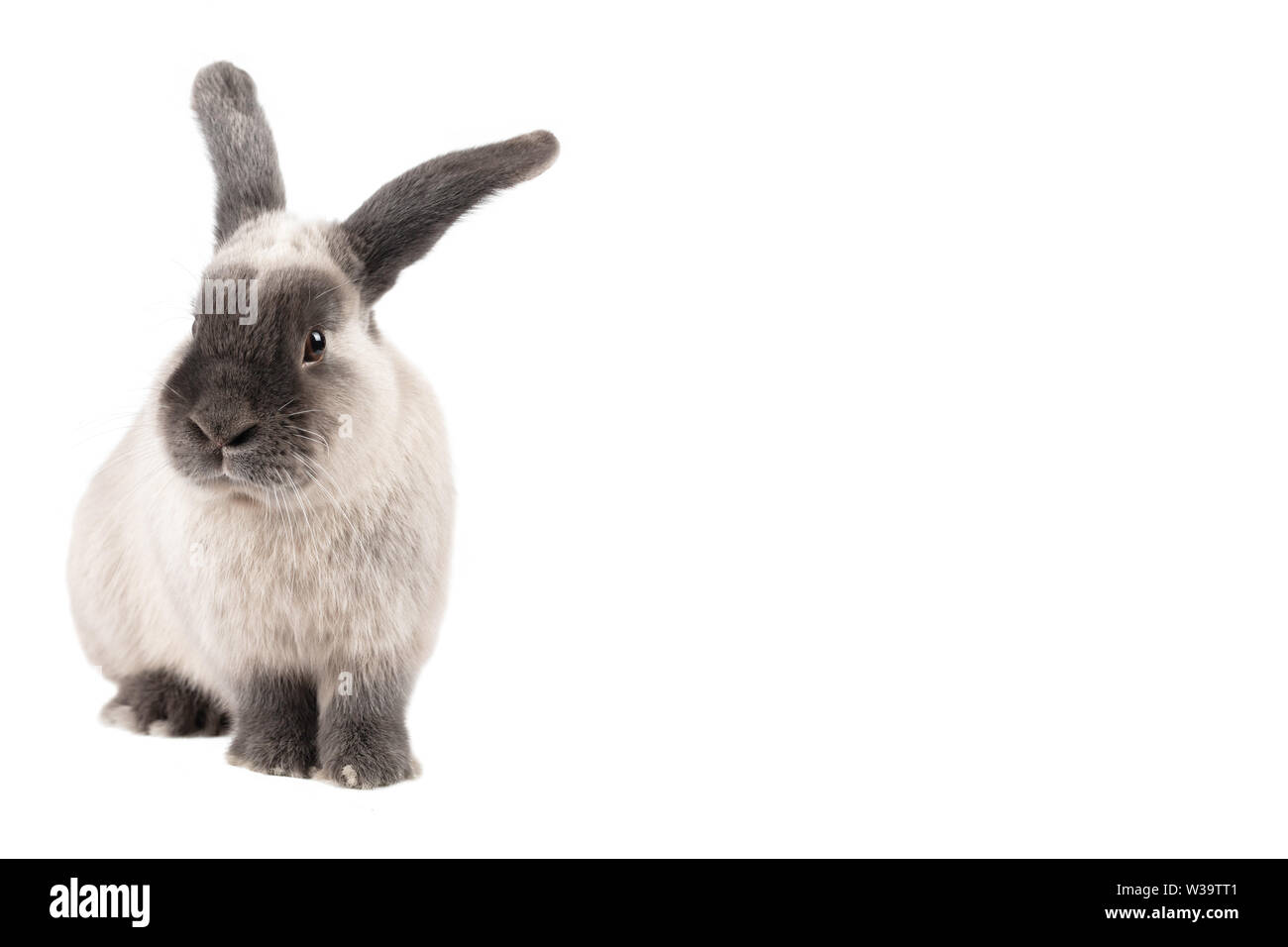 Lop Rabbit on Isolated Background Stock Photo - Alamy