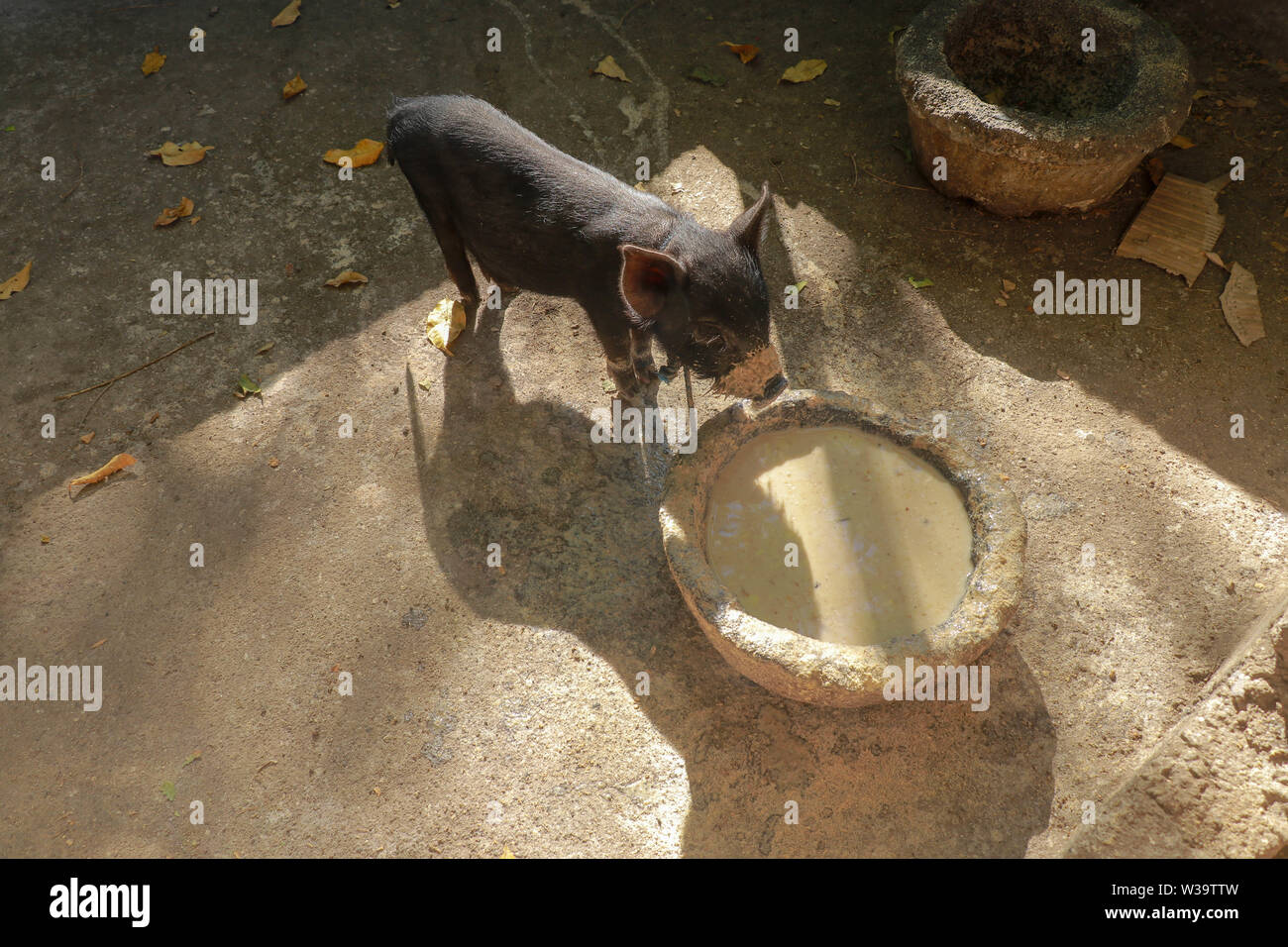 Stone pig sty hi-res stock photography and images - Alamy