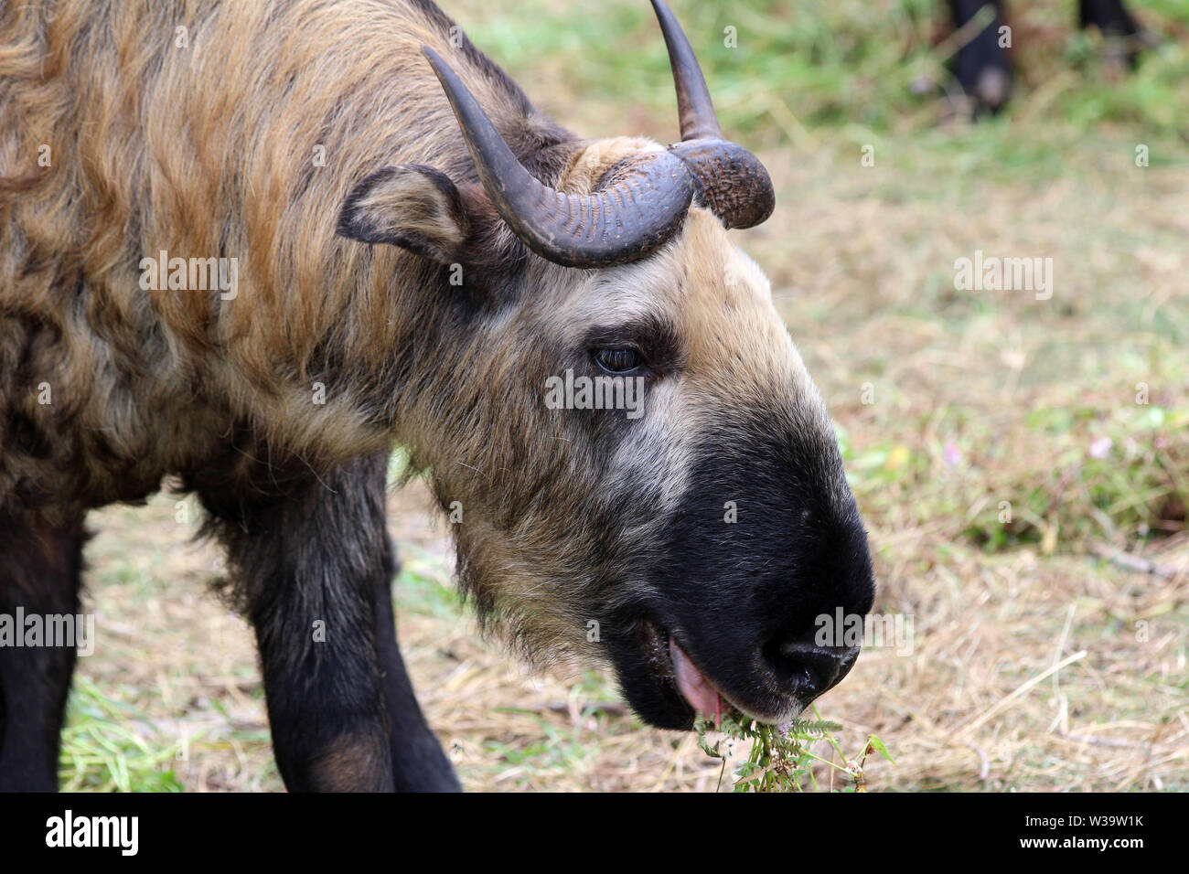 Tibetan Goat High Resolution Stock Photography and Images - Alamy