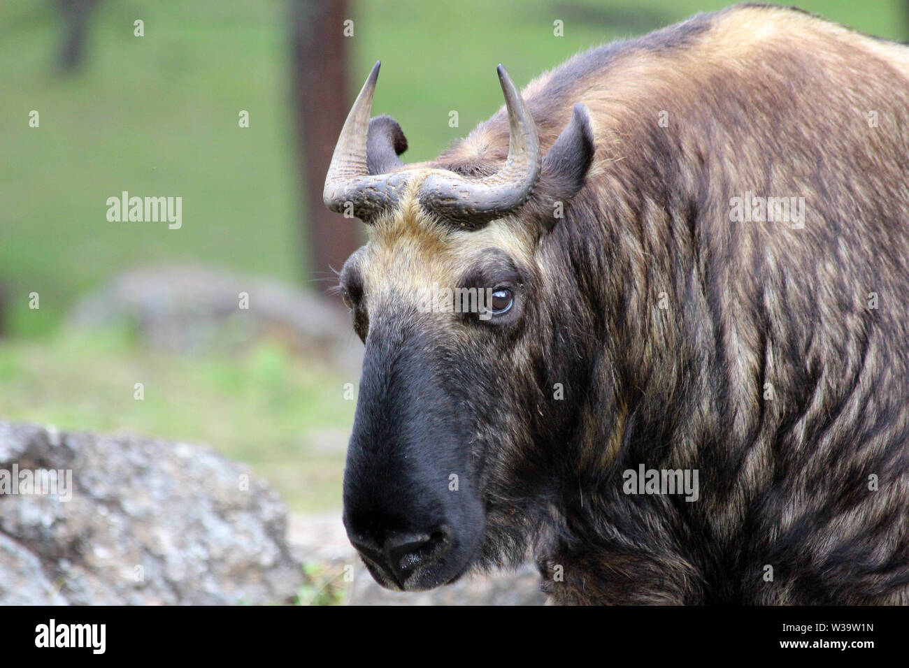 Tibetan Goat High Resolution Stock Photography and Images - Alamy