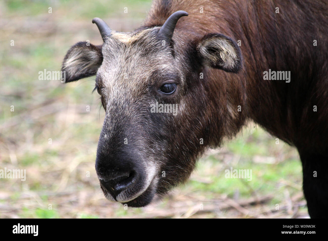 Takin bhutan unique animal hi-res stock photography and images - Alamy