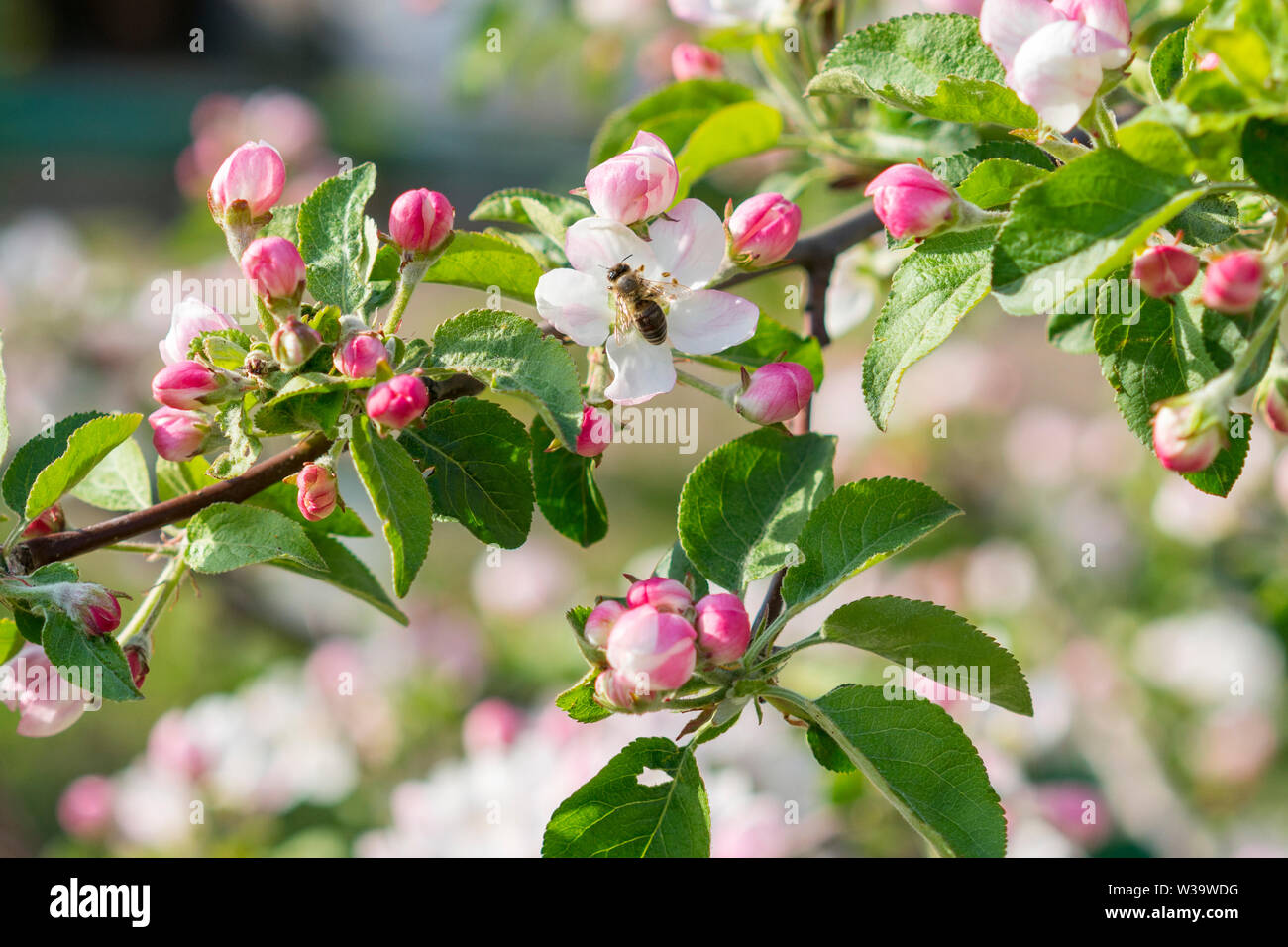 Honey bee pollinating apple blossom. The Apple tree blooms. Spring ...