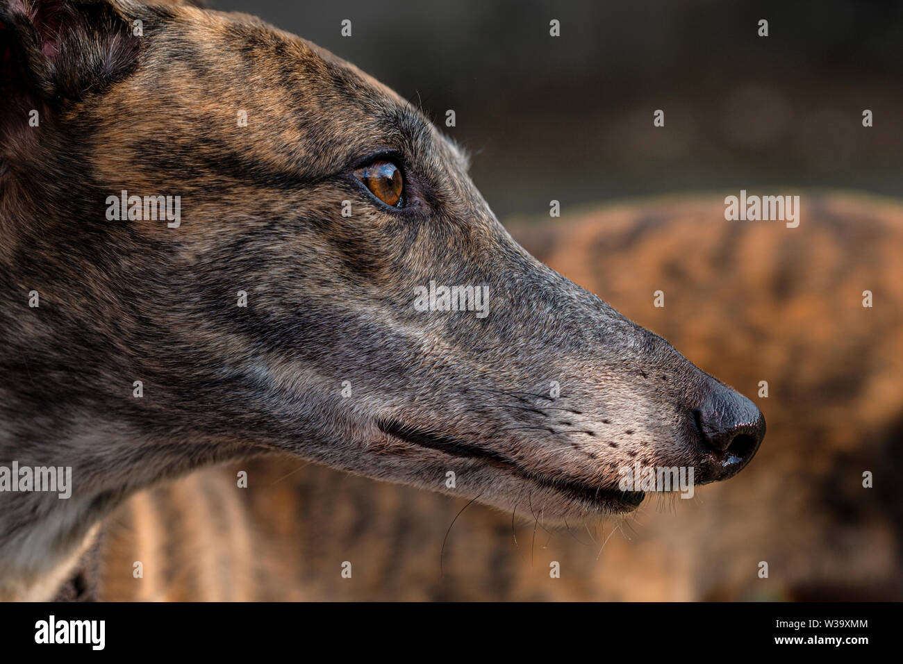 A brindle greyhound Stock Photo - Alamy