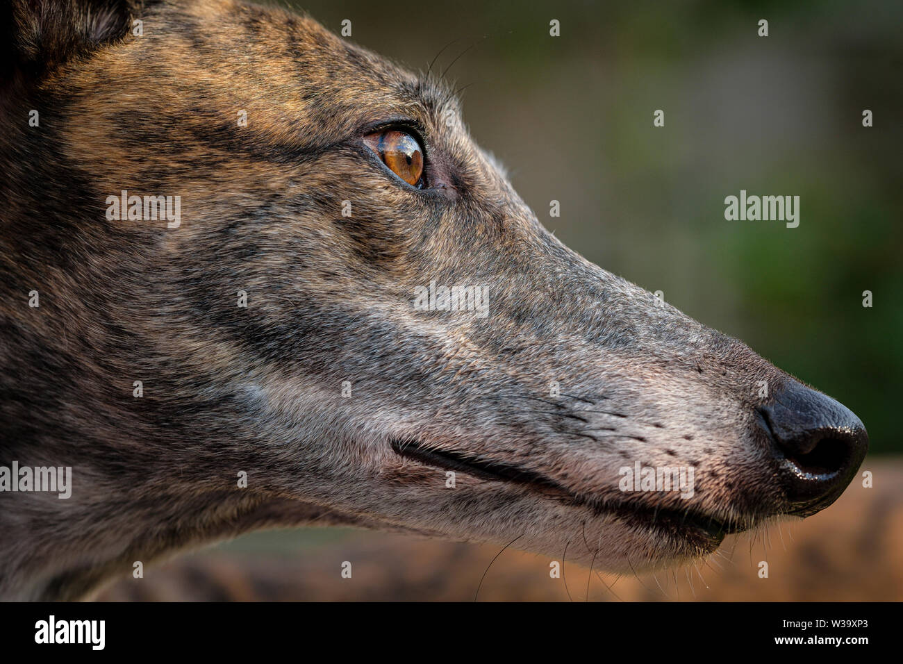 A brindle greyhound Stock Photo - Alamy