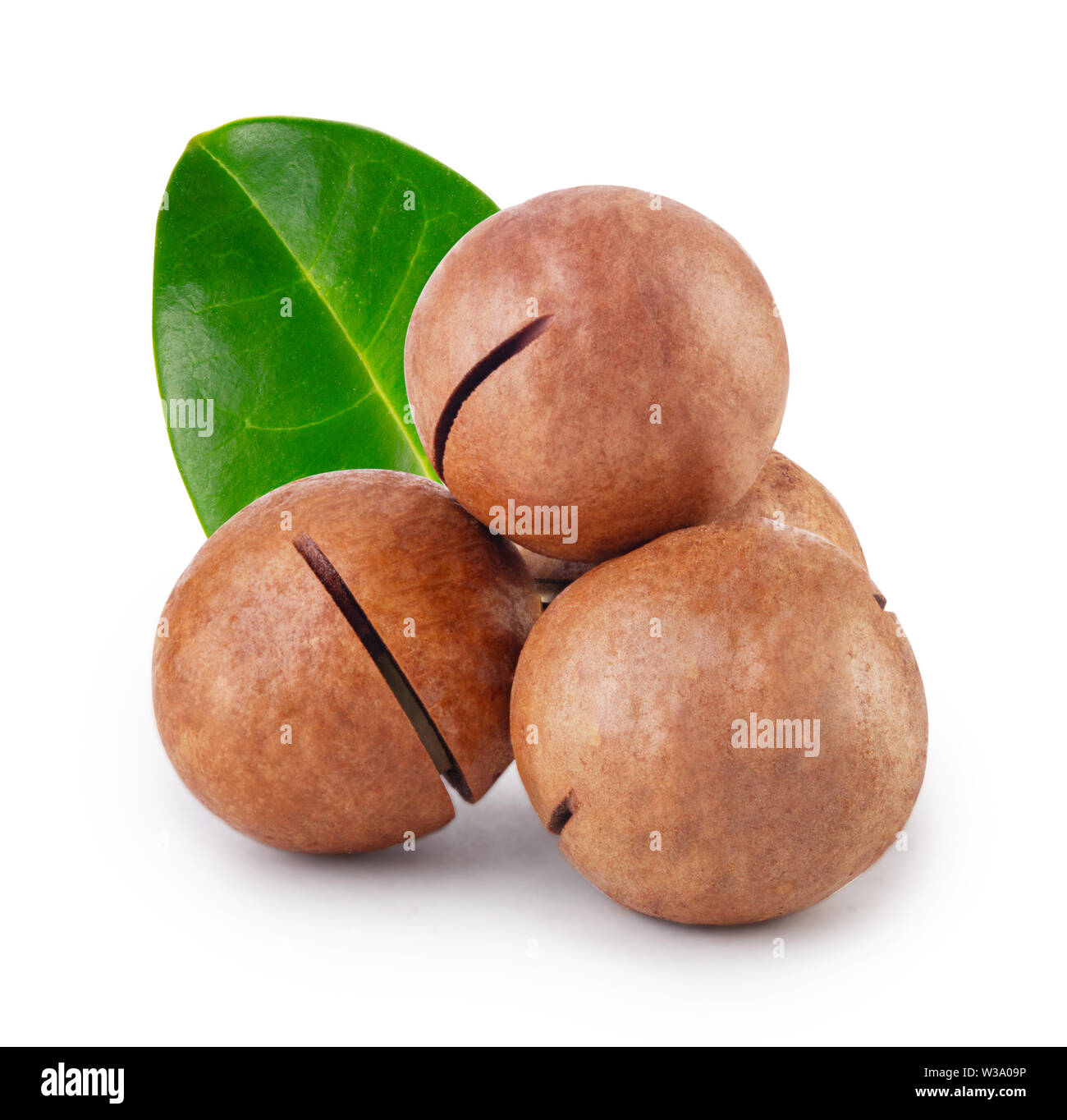 Australian macadamia nut with green leaf isolated on white background ...
