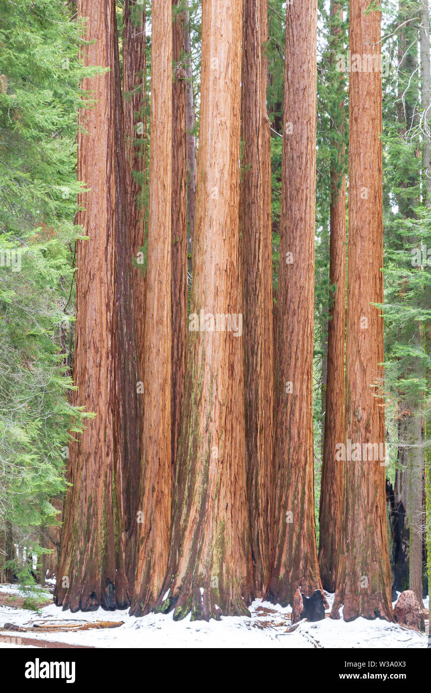 Group of giant sequoias in a redwood forest, Sequoia National Park ...