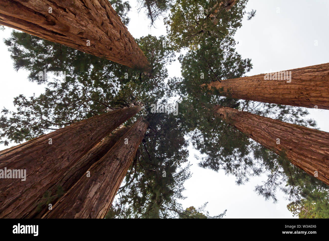 Low angle shot of giant sequoias in Sequoia National Park, United ...