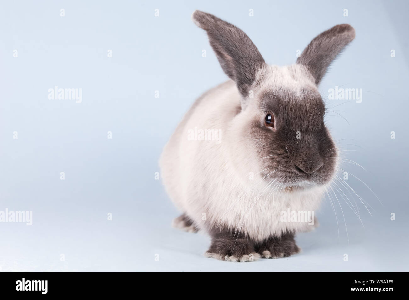 Lop Rabbit on Isolated Background Stock Photo - Alamy