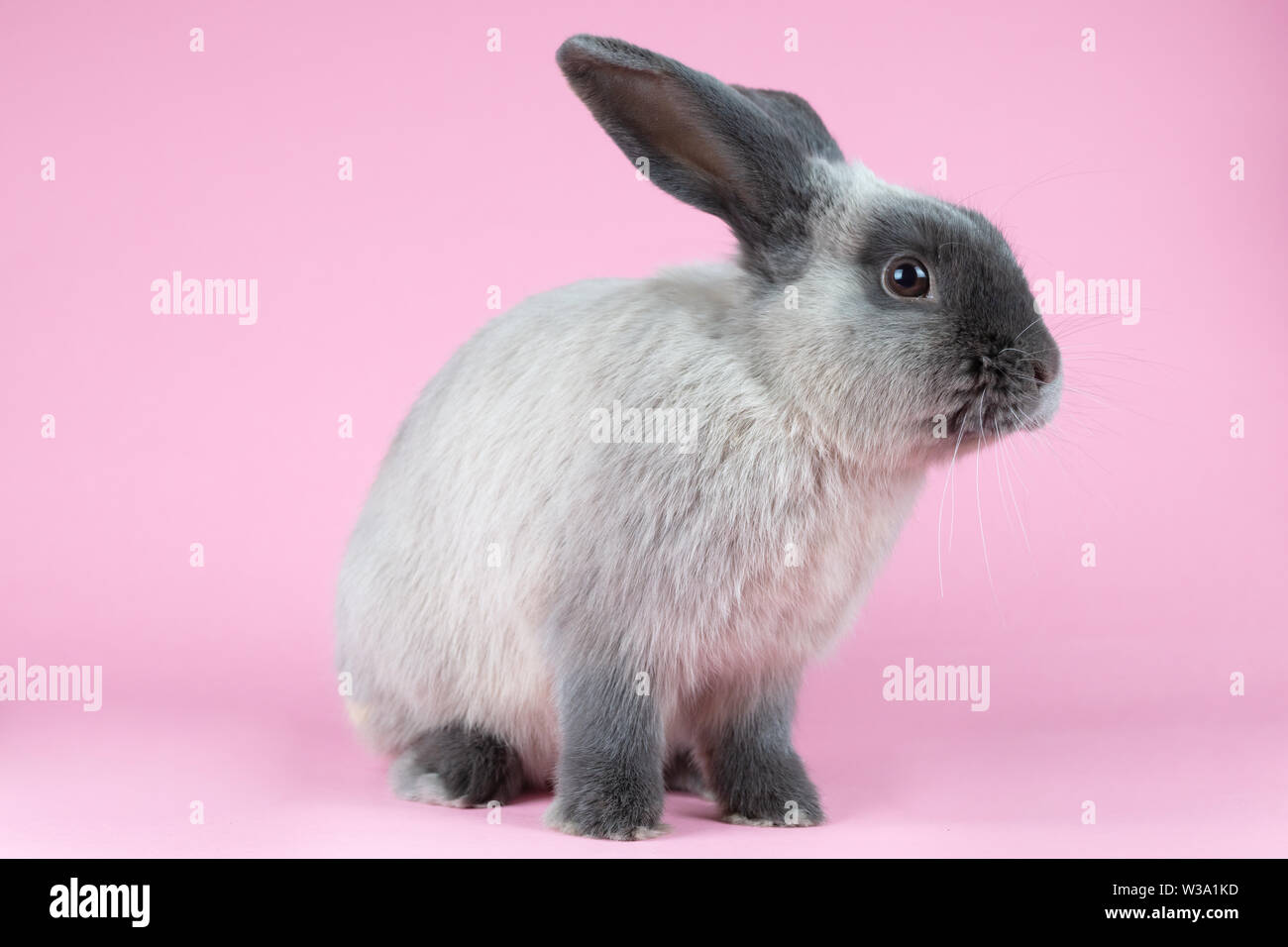 Lop Rabbit on Isolated Background Stock Photo - Alamy