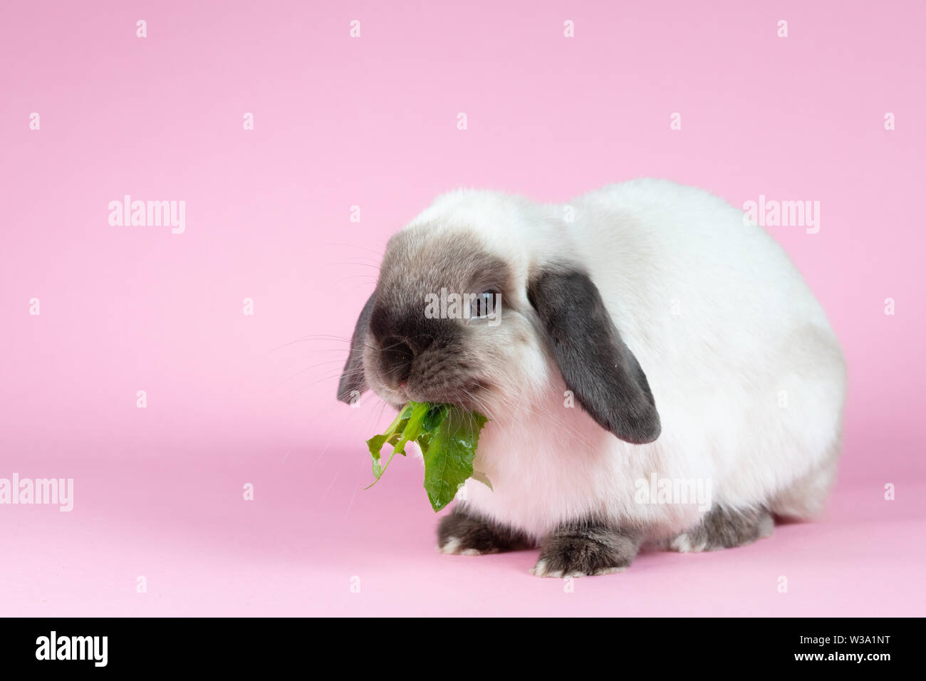 Mini Lop Rabbit on Isolated Background Stock Photo - Alamy