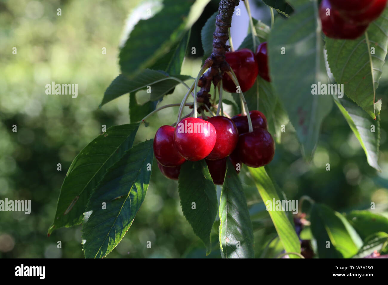 Sweet Cherries hanging on a cherry tree branch Stock Photo - Alamy