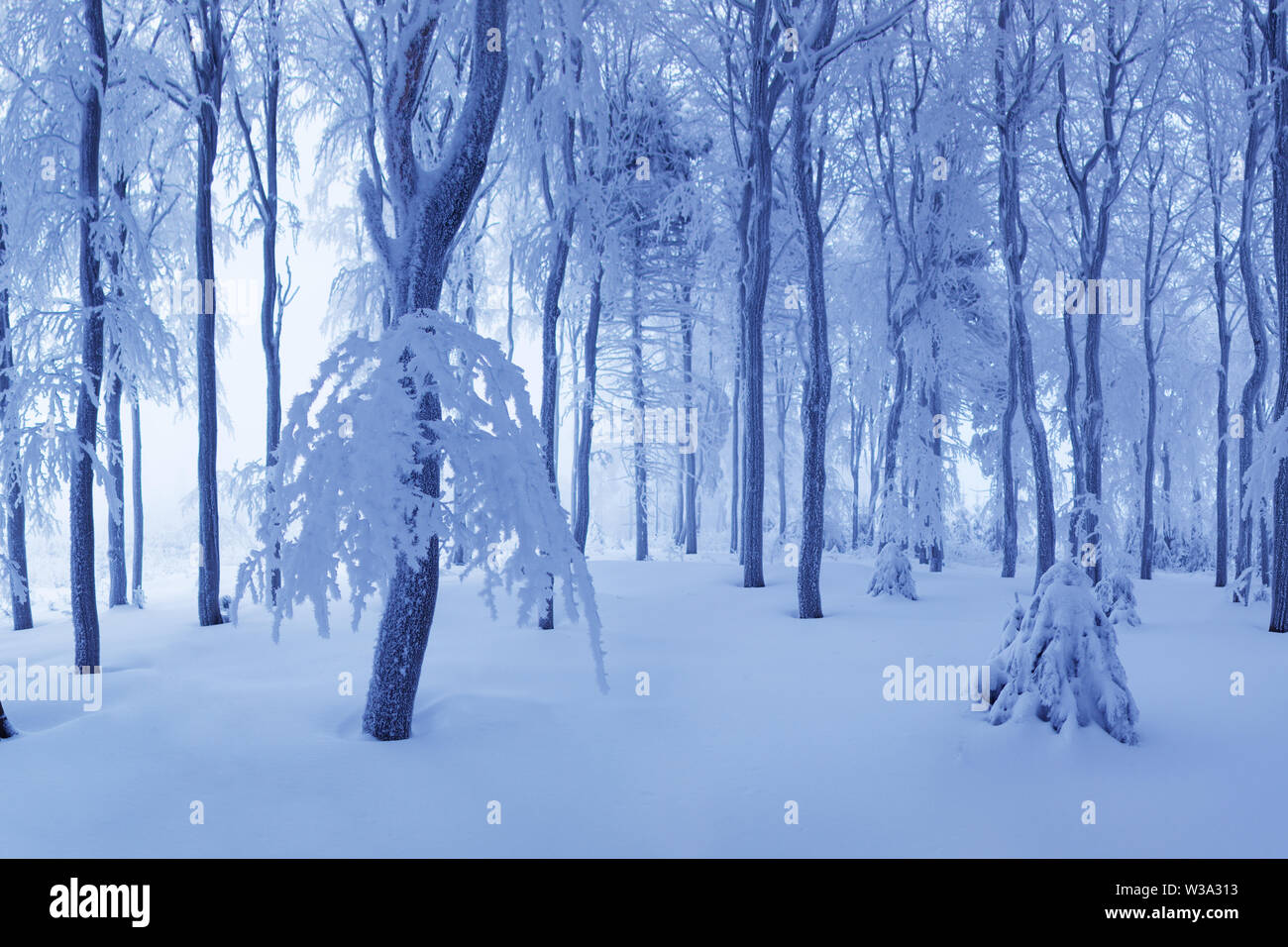 Anime Winter Forest