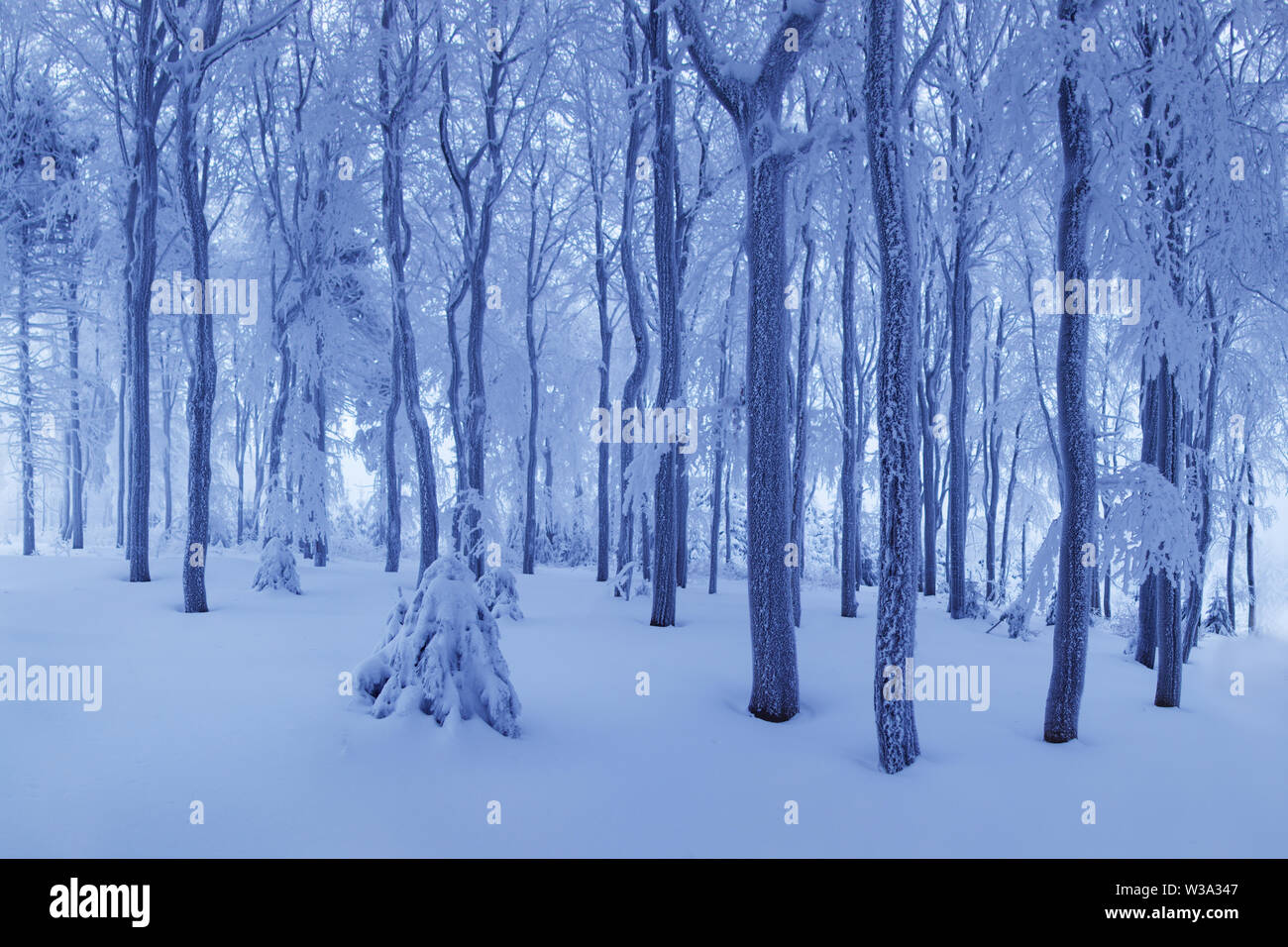 Winter snow forest. Snow lies on the branches of trees. Frosty snowy ...