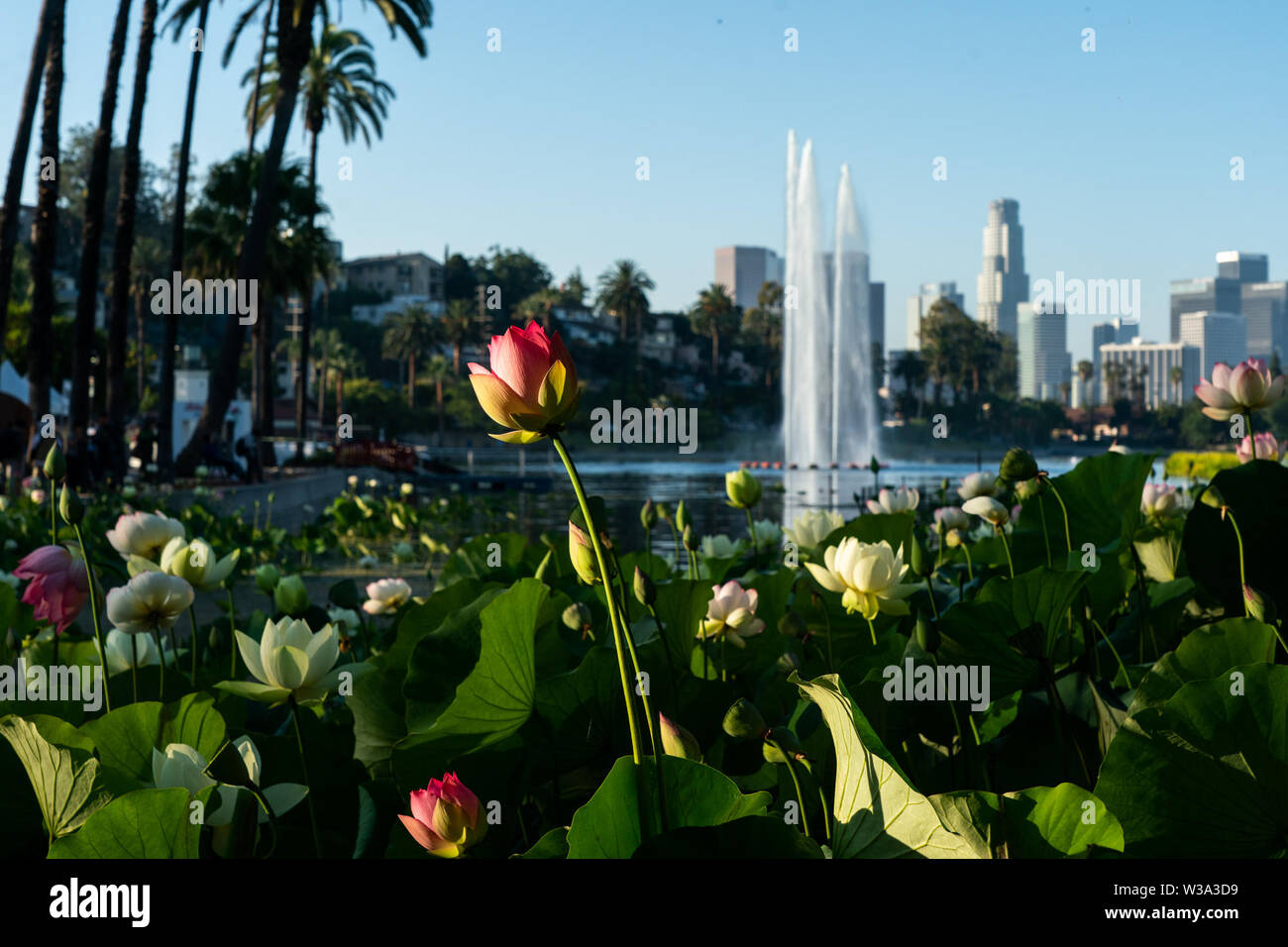 Los Angeles, USA. 13th July, 2019. Lotus flowers are seen during the ...