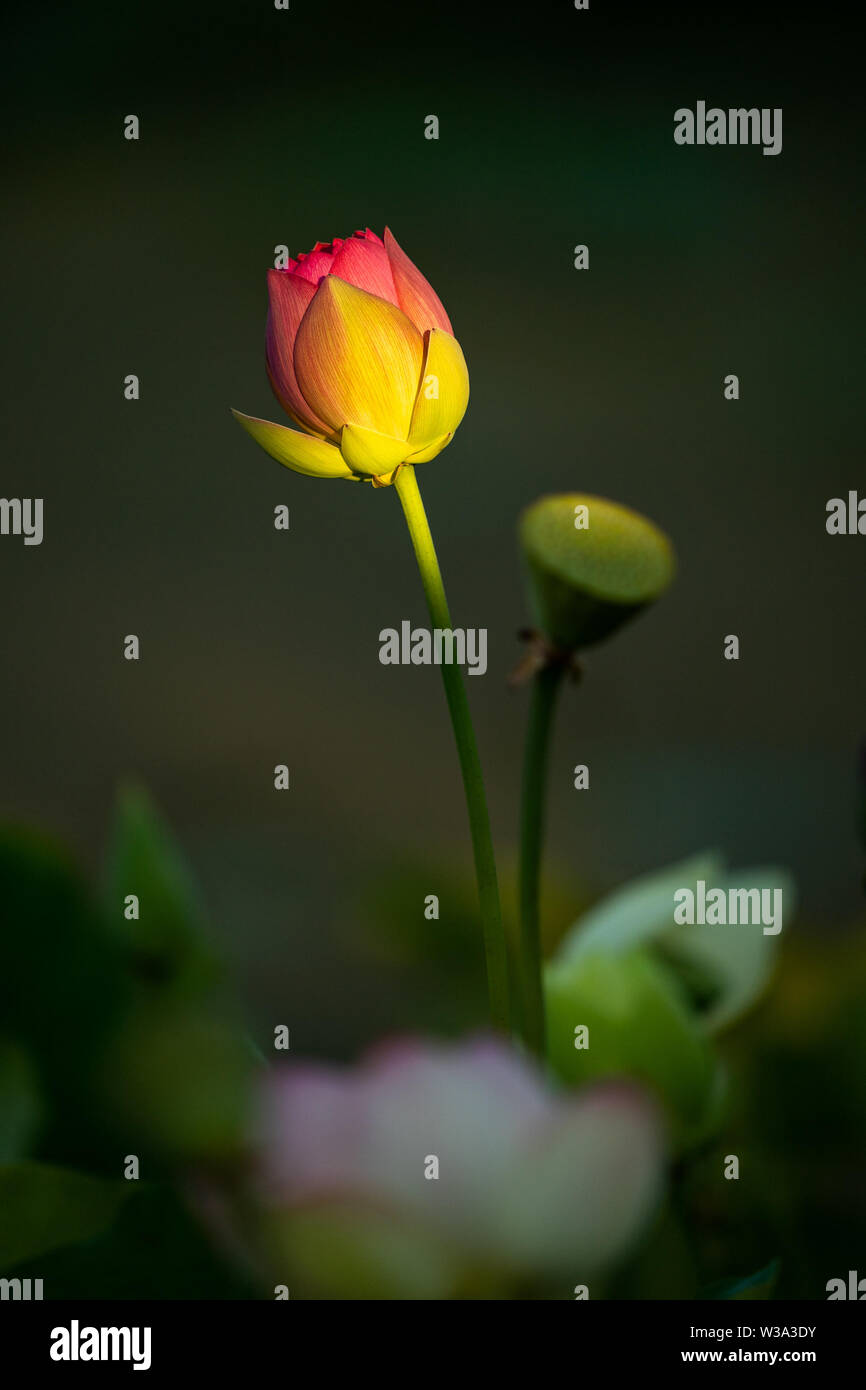 Los Angeles, USA. 13th July, 2019. A lotus flower is seen during the ...
