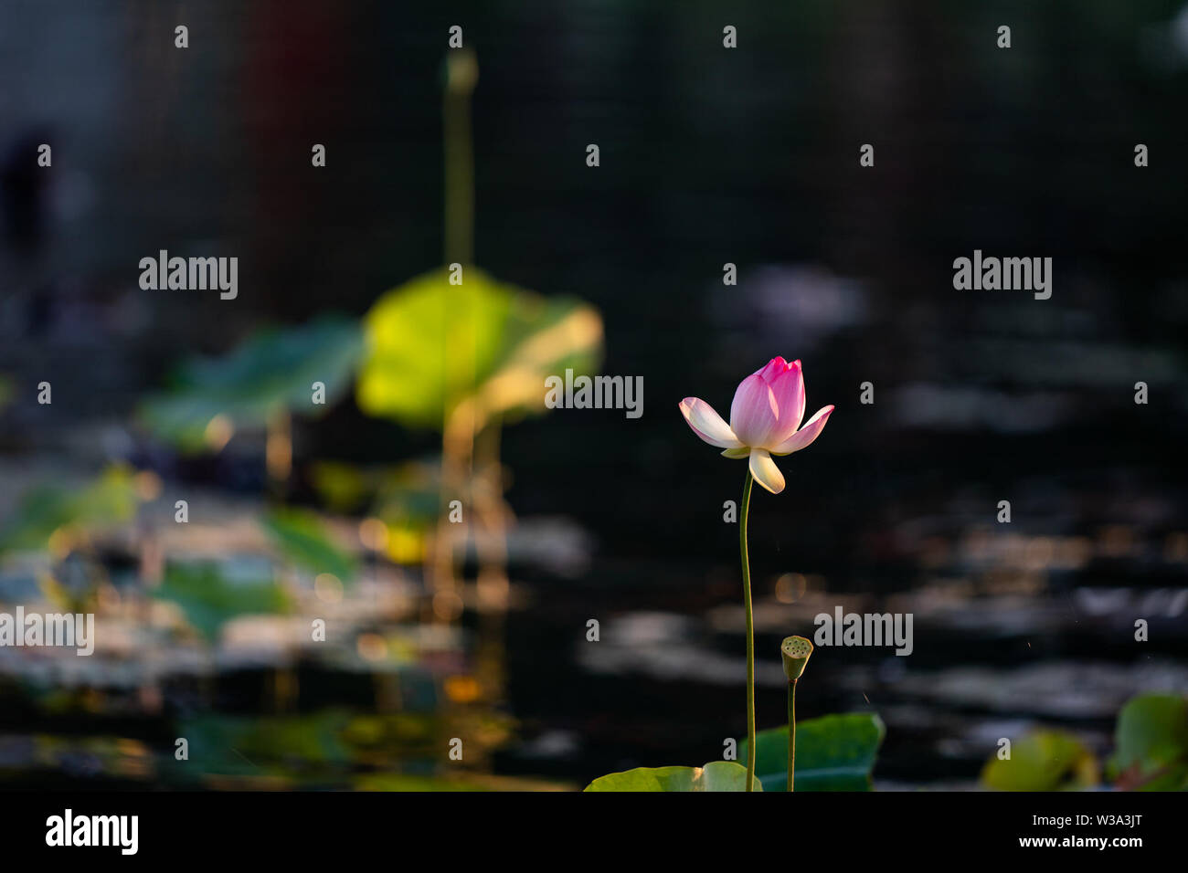 Los Angeles, USA. 13th July, 2019. A lotus flower is seen during the ...