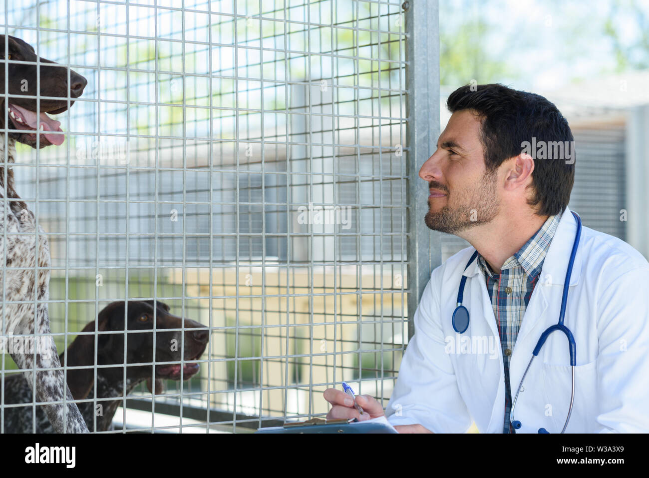 portrait of a vet checking dog Stock Photo - Alamy