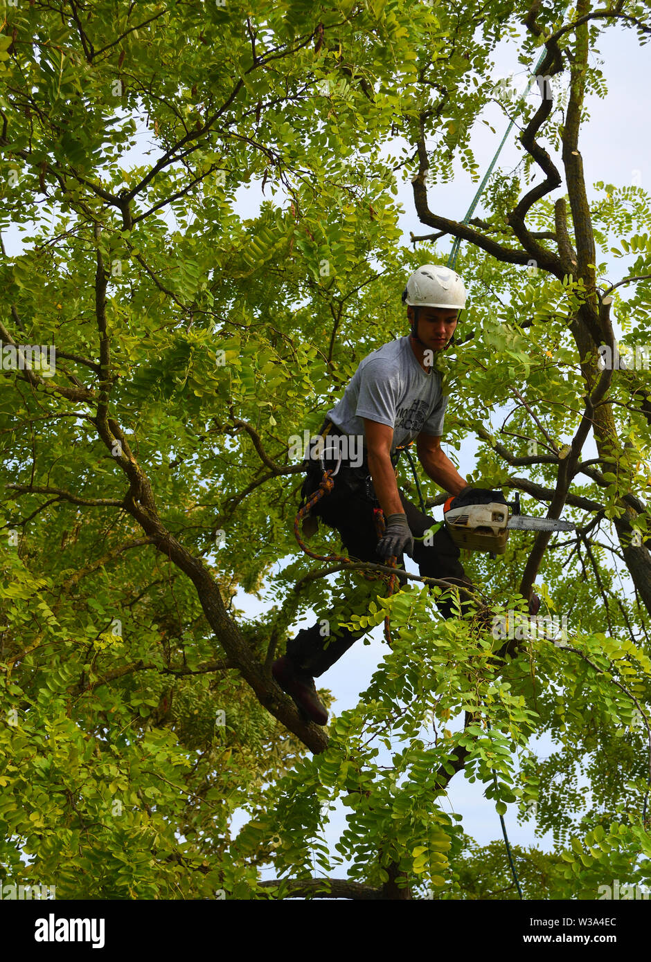 Tree surgeon rope hi-res stock photography and images - Alamy