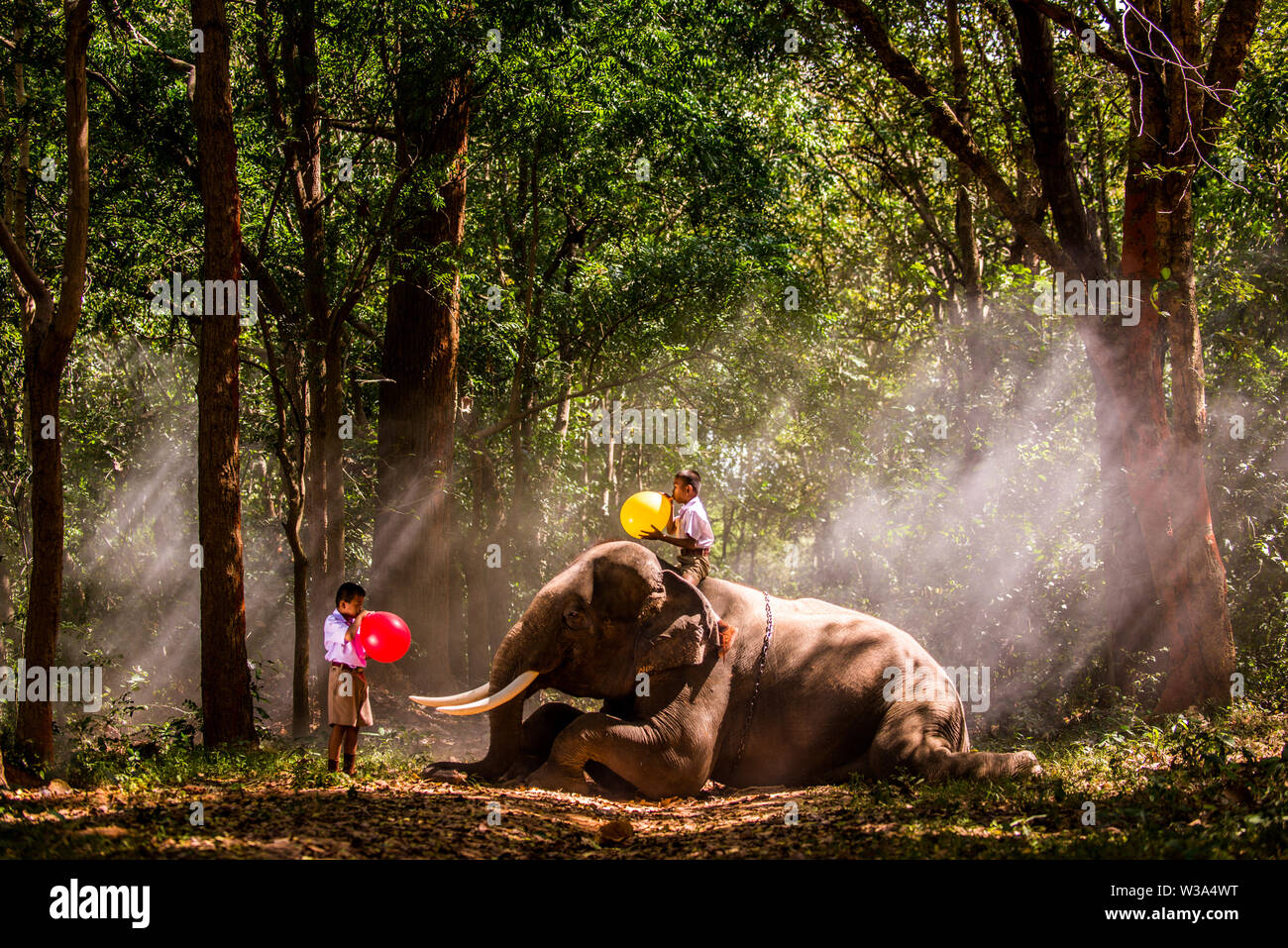 Elephant and school kid in asian jungle in Thailand - Thai elephant in ...