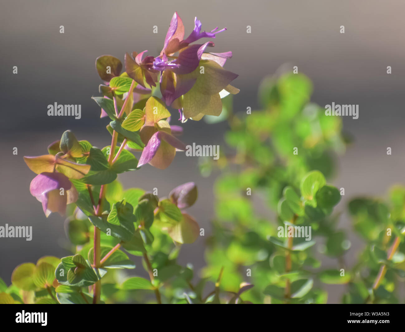 Purple Oregano High Resolution Stock Photography and Images - Alamy