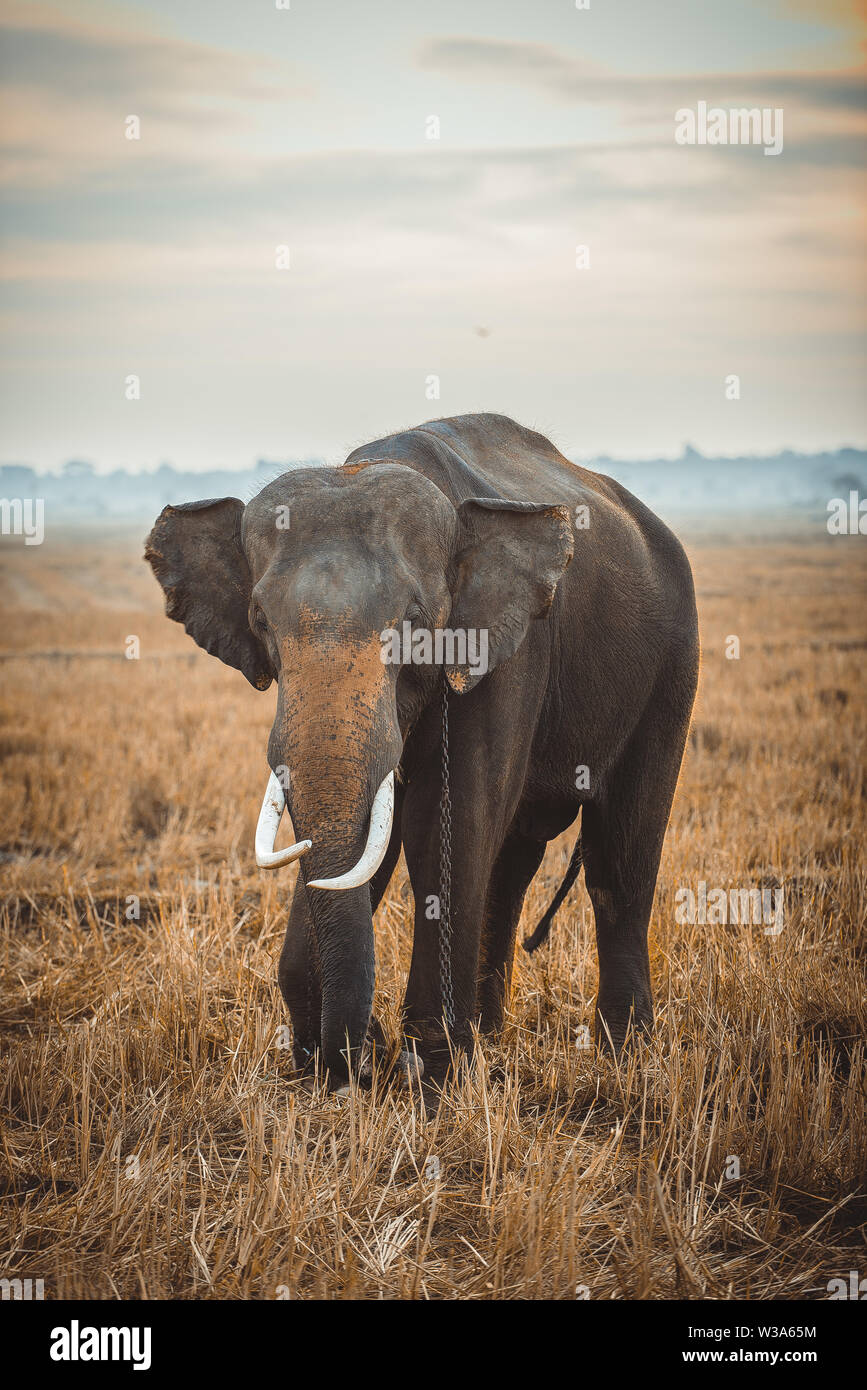 Ellephant in asian countryside at sunrise, Thailand - Thai elephant in ...