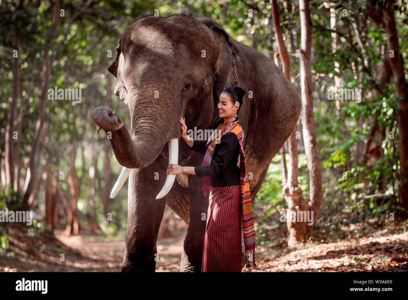 Elephant with beautiful girl in asian countryside, Thailand - Thai elephant and pretty woman ...
