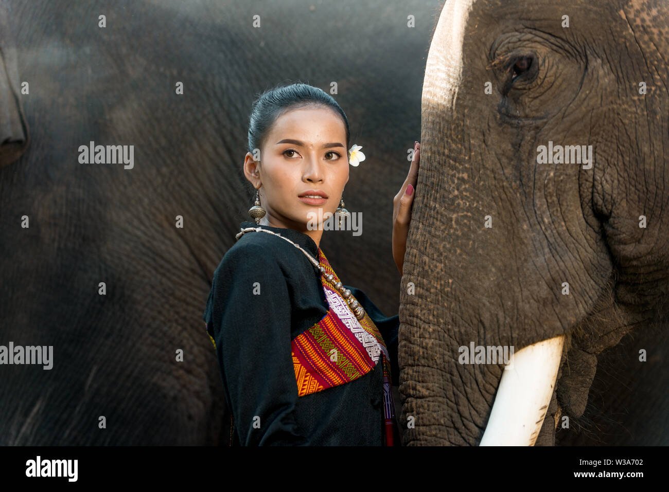 Elephant with beautiful girl in asian countryside, Thailand - Thai elephant and pretty woman ...