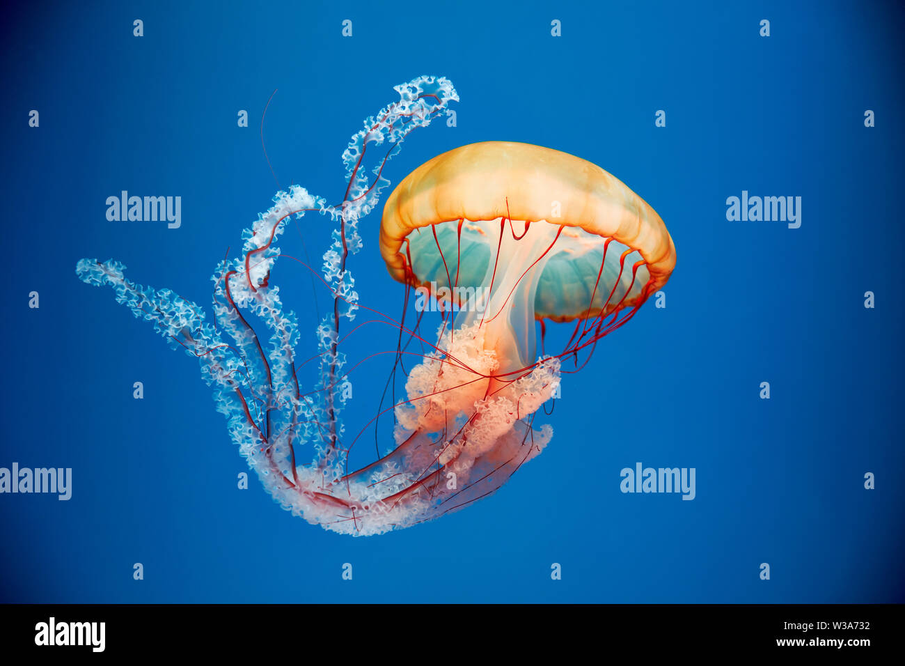 Pacific sea nettle jellyfish chrysaora hi-res stock photography and ...