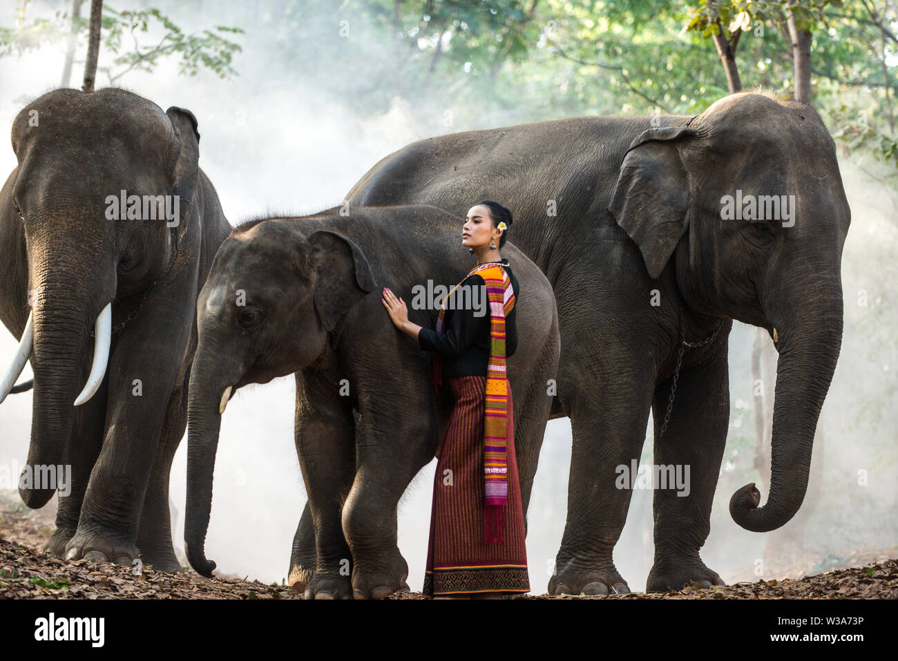 Elephant with beautiful girl in asian countryside, Thailand - Thai ...