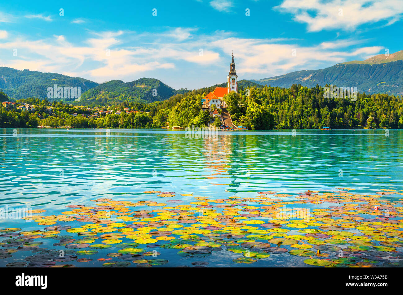 Amazing pink lotus blossom on lake. Beautiful water lily flowers and ...