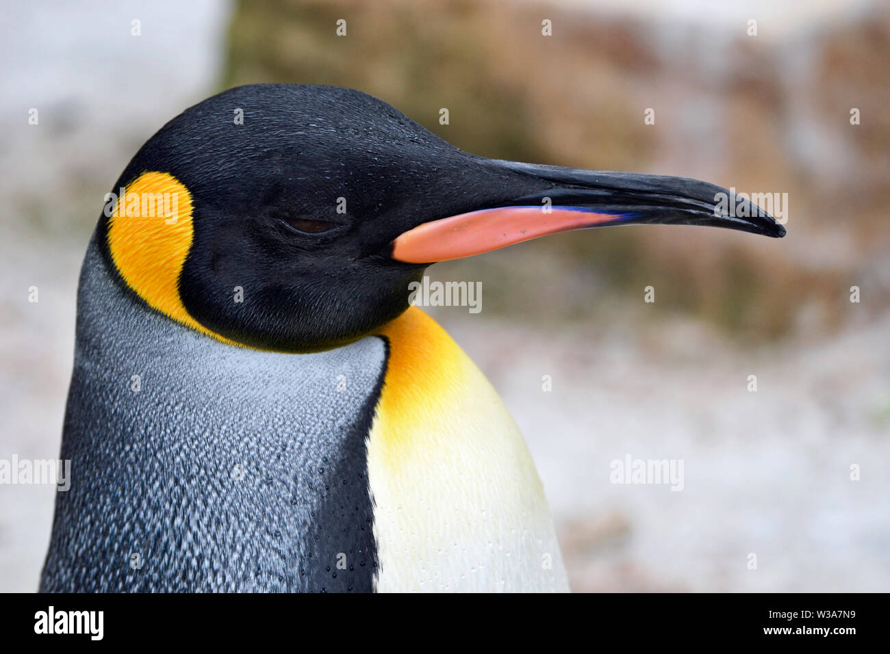 Penguin face hi-res stock photography and images - Alamy
