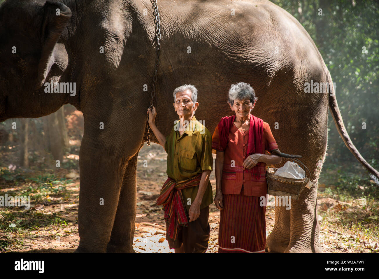Elephant and farmers in asian countryside in Thailand - Thai elephant ...
