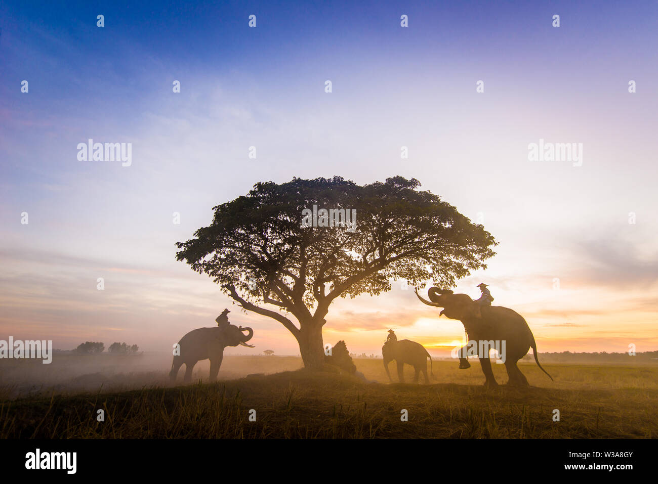 Ellephants and farmers in asian countryside at sunrise, Thailand - Thai ...